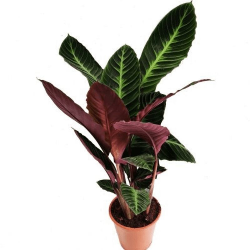 Calathea jungle velvet – Mall Of Gardens