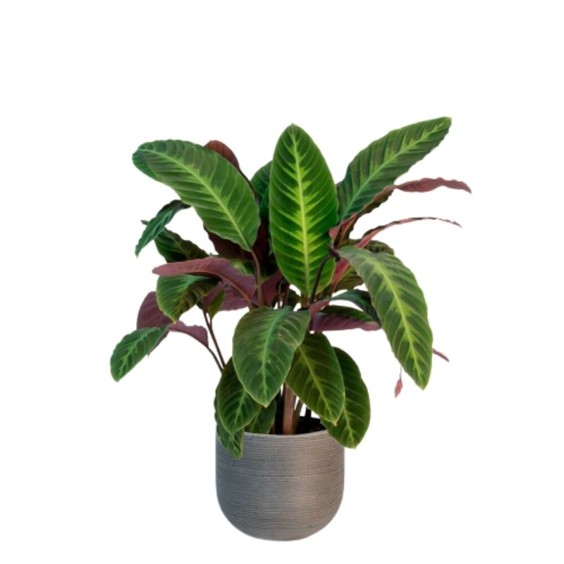 Calathea jungle velvet – Mall Of Gardens