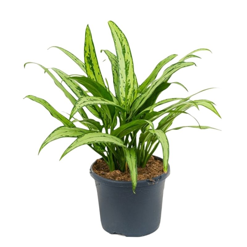 Aglaonema Golden Cutlass – Mall Of Gardens