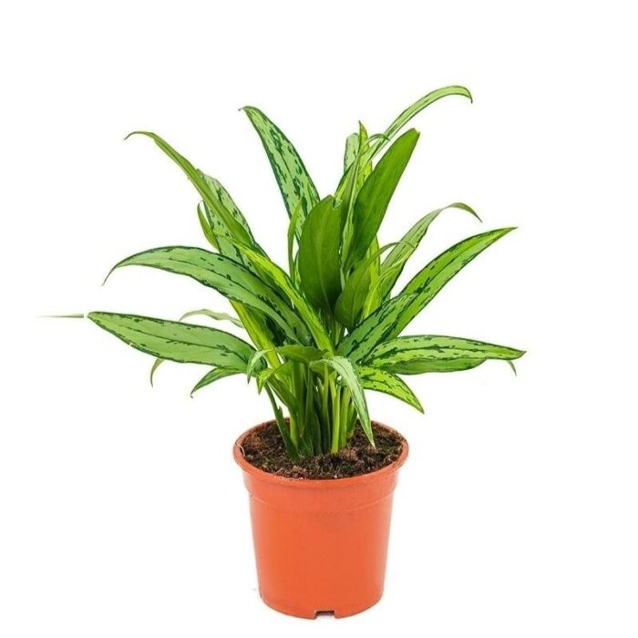 Aglaonema Golden Cutlass – Mall Of Gardens